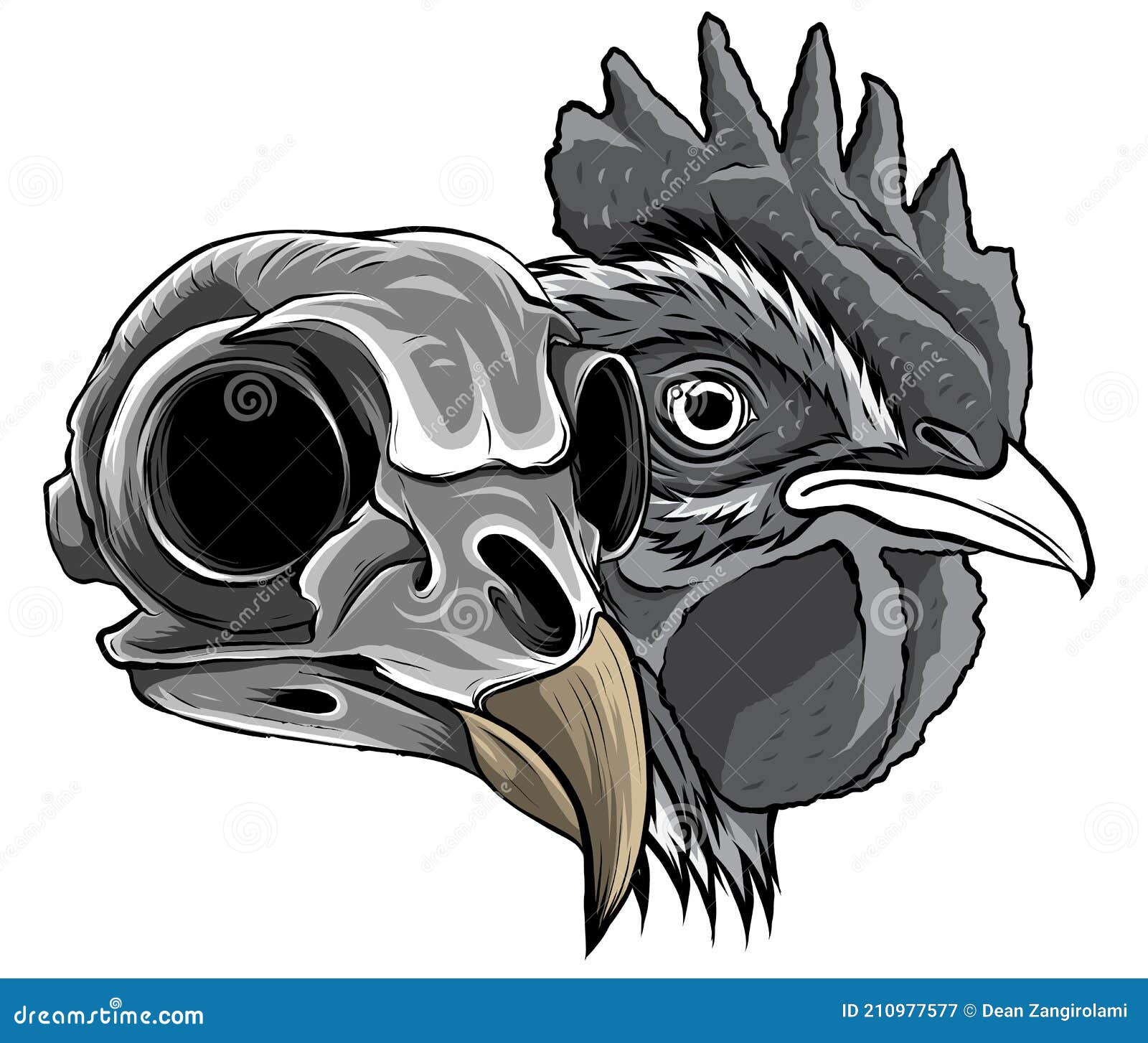 Monochromatic Sketch Chicken Skull Vector and Artwork Illustration ...