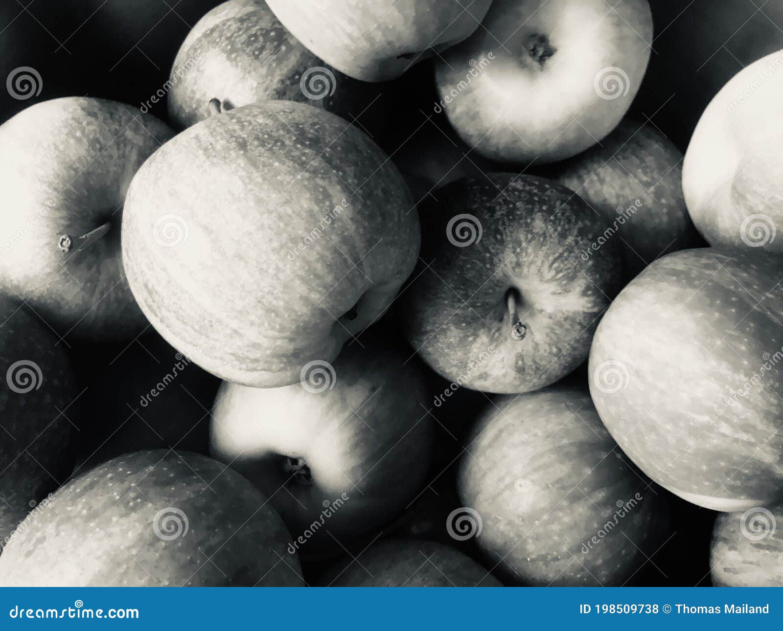 Monochrome apples stock photo. Image of close, cider - 198509738