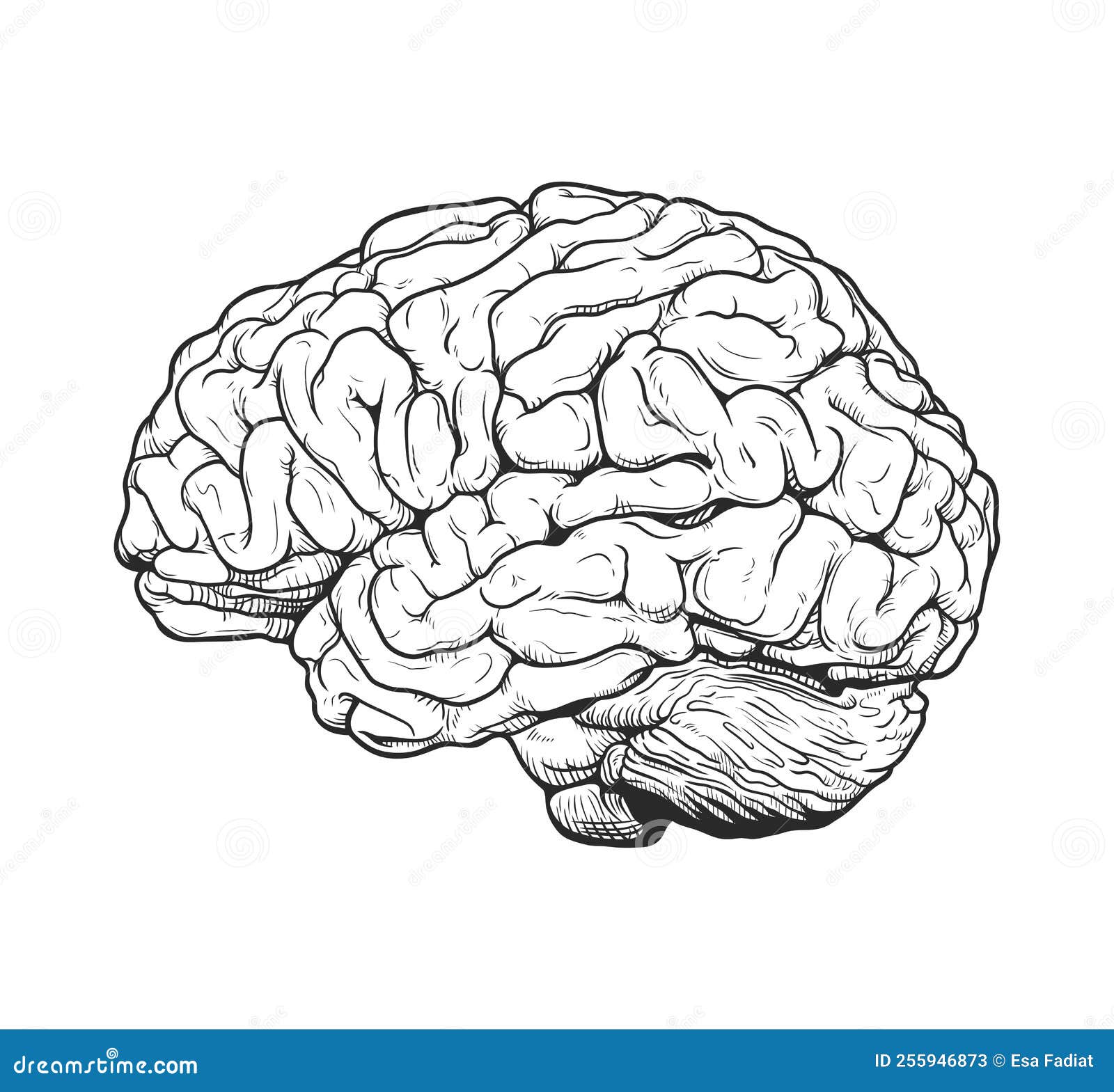 Monochrome Brain Engraving Vector Drawing Illustration Side View Comic ...