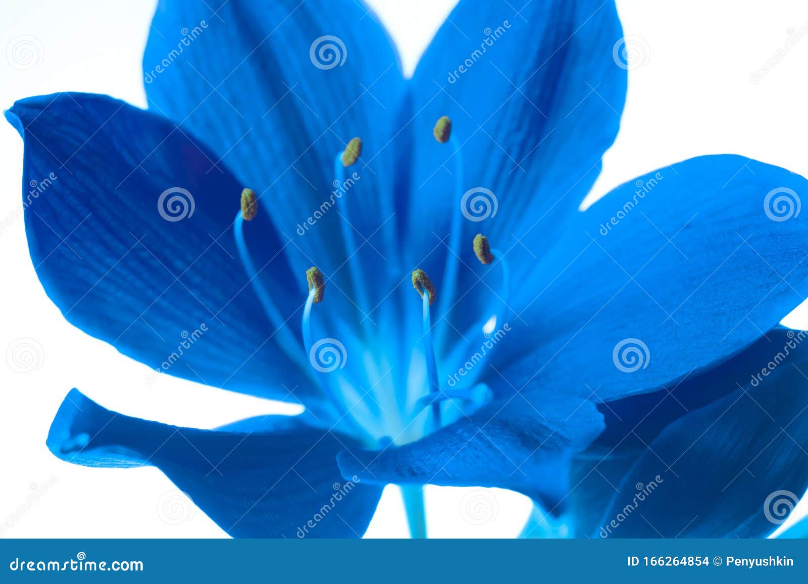 Monochrome Classic Blue Flower. Stock Photo - Image of flower, blue ...