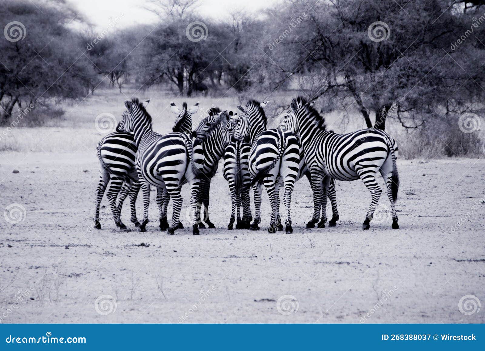 Monochrome Closeup of a Group of Zebras in a Field Stock Image - Image ...