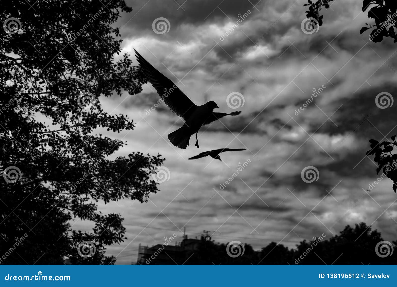 Monochrome Dramatic Background with Silhouettes of Birds and Clouds ...