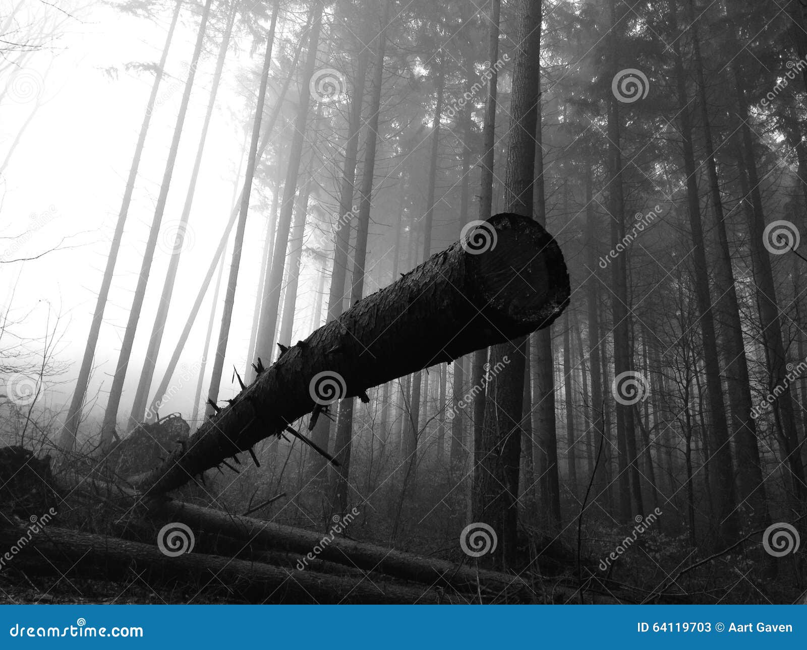 Monochrome fallen tree stock image. Image of mossy, fallen - 64119703