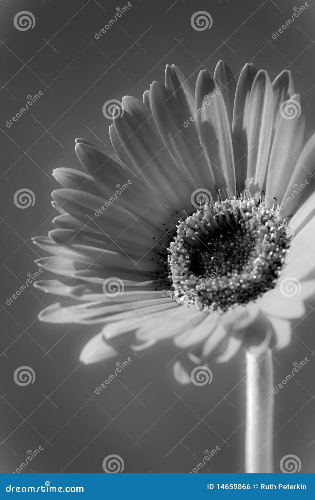 Monochrome Gerber Daisy stock photo. Image of gerber - 14659866