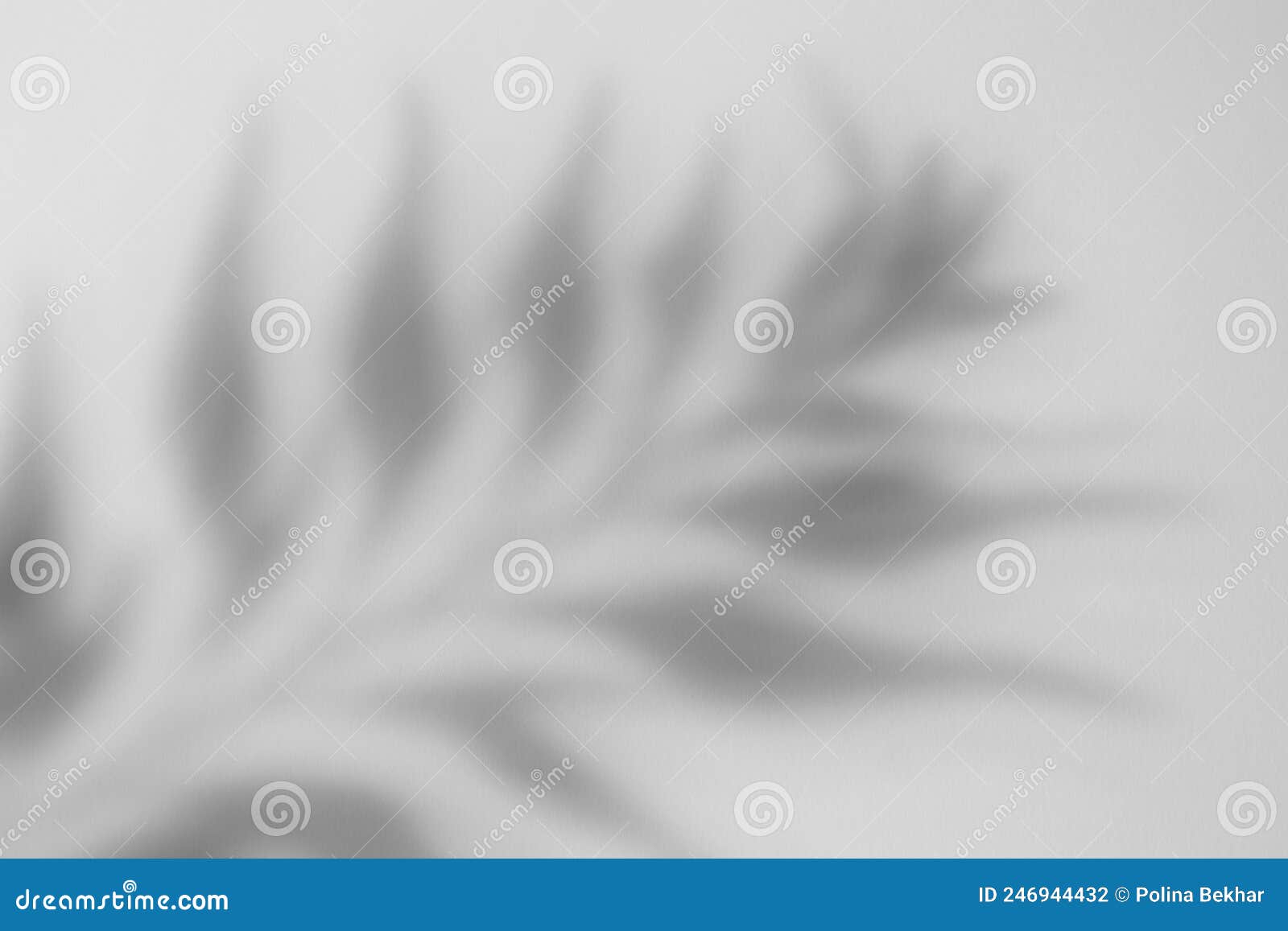 Monochrome Grayscale Leaf Shadow Background Stock Photo - Image of ...
