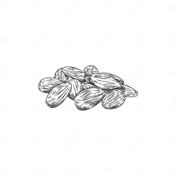Monochrome Handful Of Almonds Sketch Style Vector Illustration Stock
