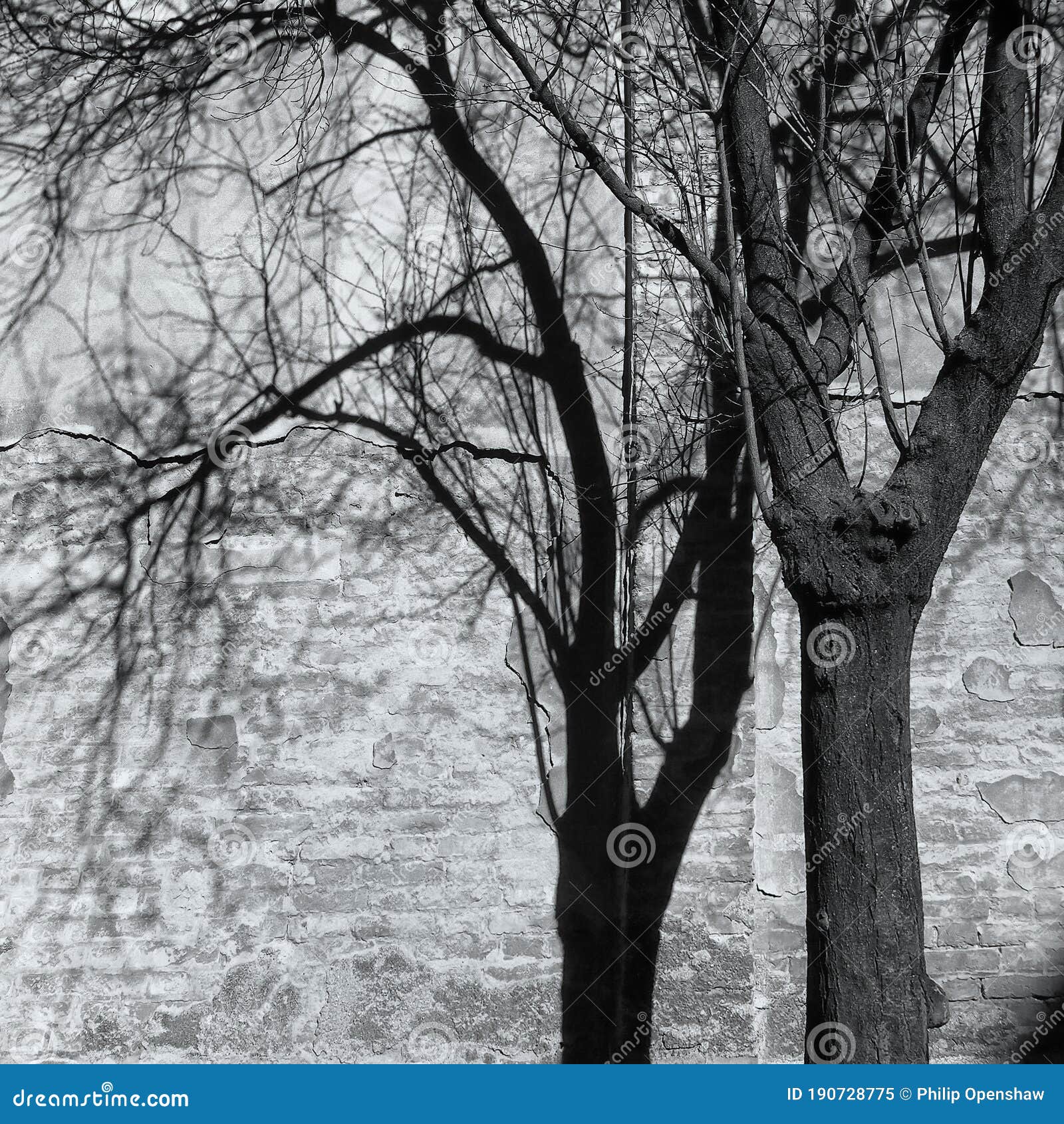 Monochrome High Contrast Image Of A Bare Tree In Sunlight With A Black ...