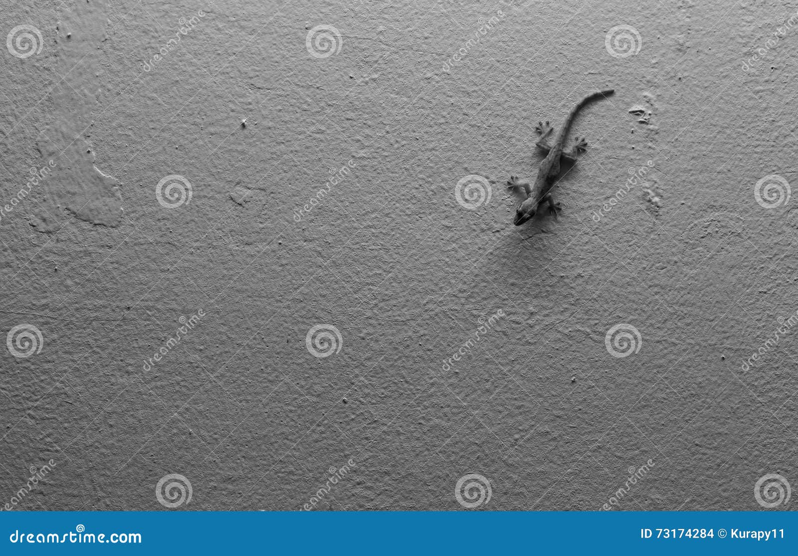 Monochrome House Lizard on Wall Stock Photo - Image of domestic ...