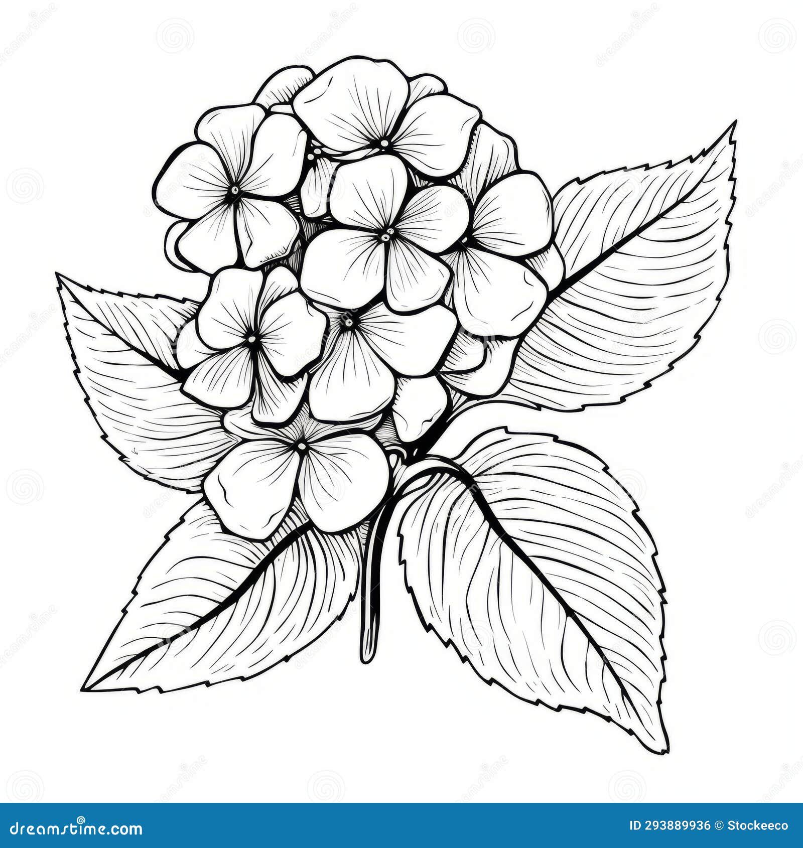 Monochrome Hydrangea Flower Coloring Page with Elegant Inking ...