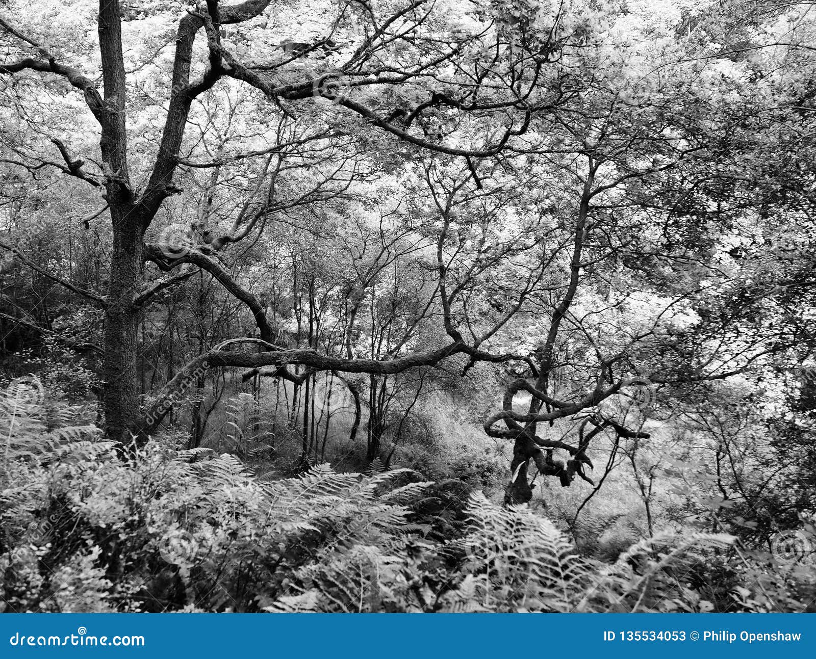 Monochrome Image of Twisted Old Forest Trees with Tangled Branches on a ...