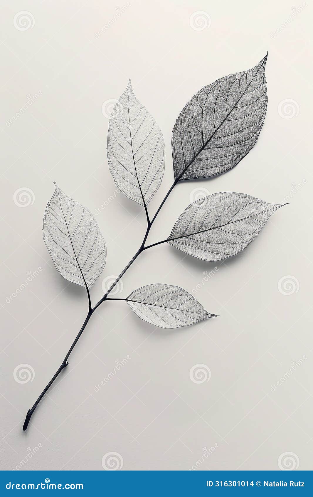 Monochrome Leaf Vein Pattern on a Clean Backdrop Stock Photo - Image of ...