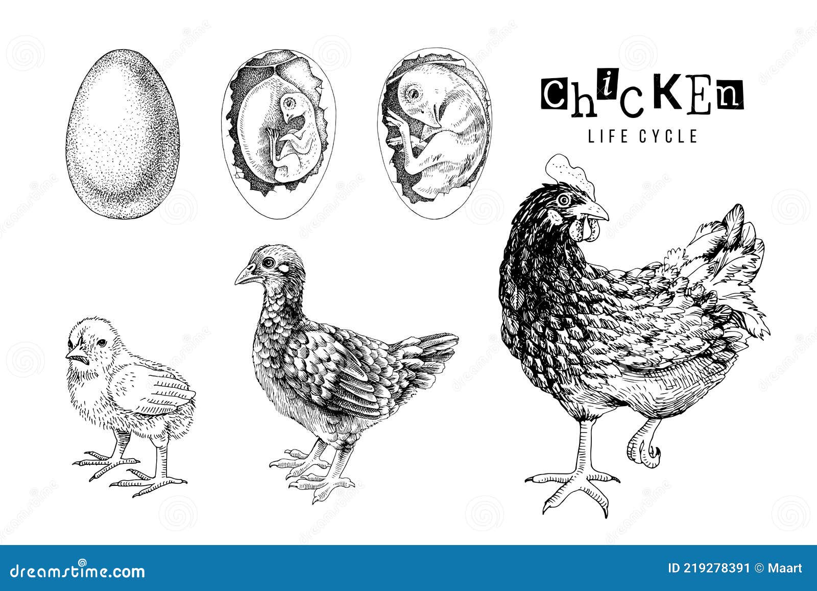Co-incubation Stage In Vitro Fertilization Artificial Insemination ...