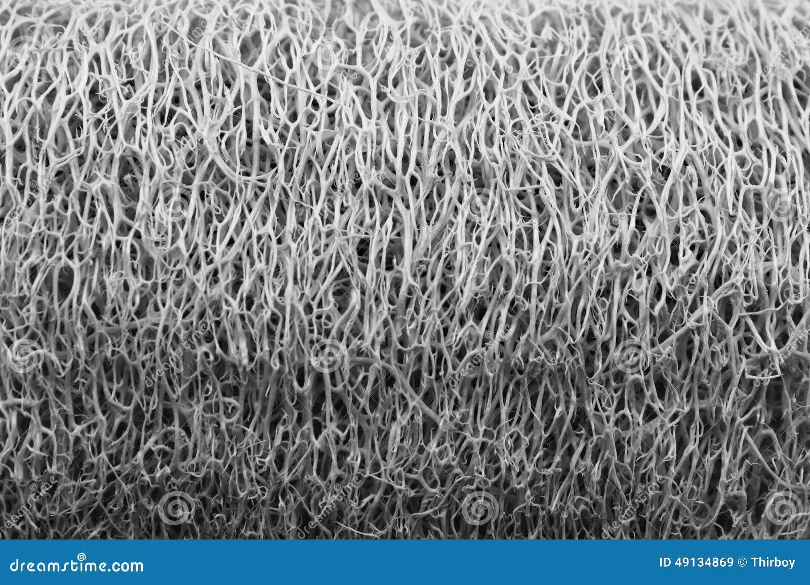 Monochrome of Luffa Texture Stock Image - Image of vegetable, white ...