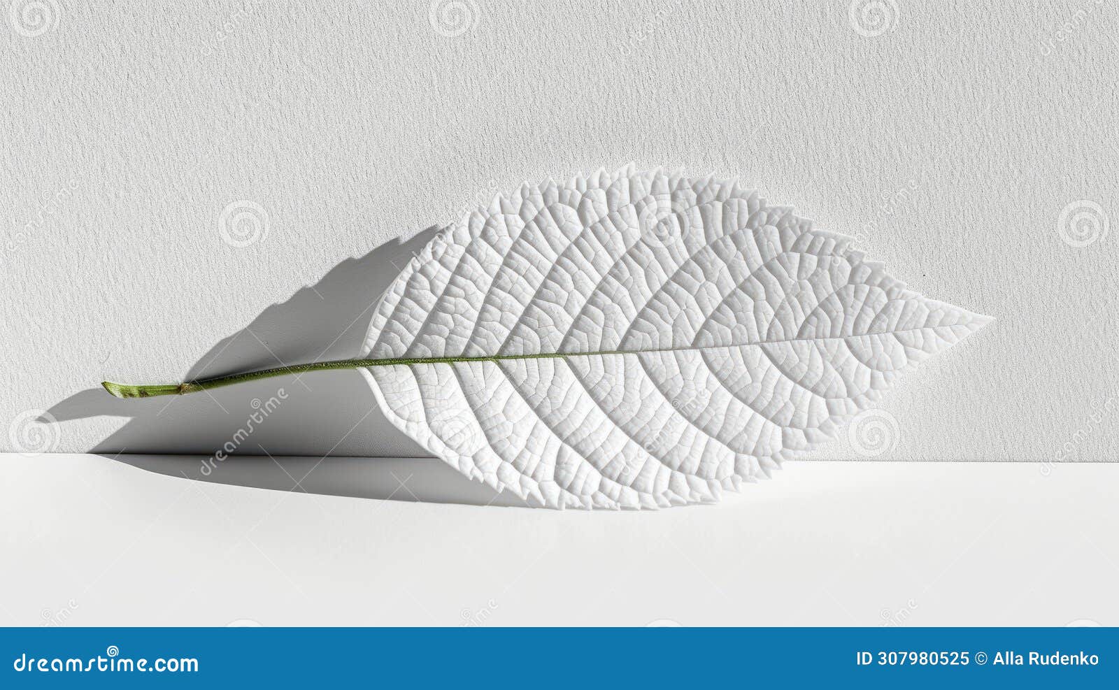 Monochrome Minimalism, Light and Shadow. a Single Leaf with Veins on ...