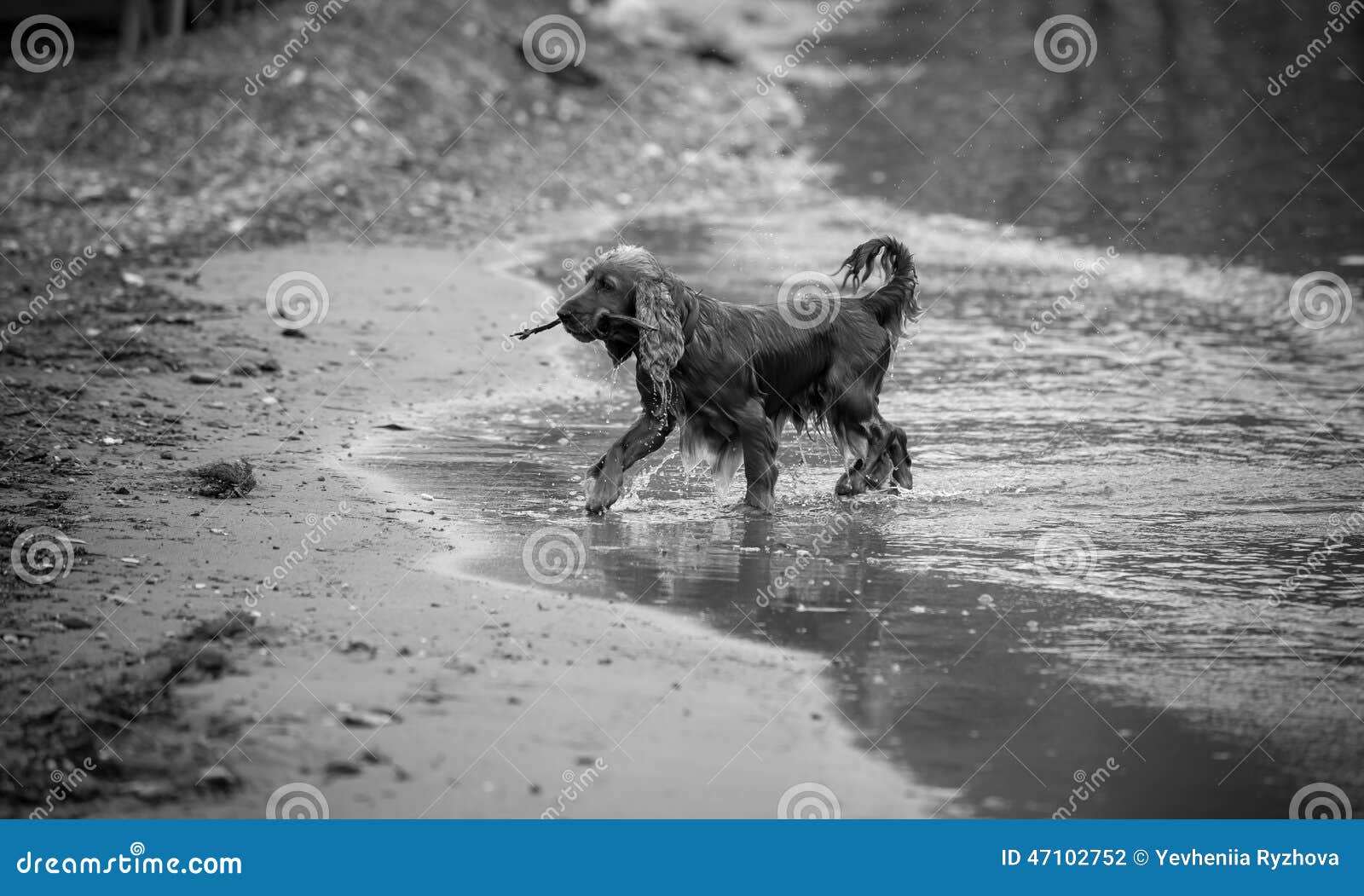 Monochrome Photo of Active Spaniel Carrying Stick on Sand Beach Stock ...