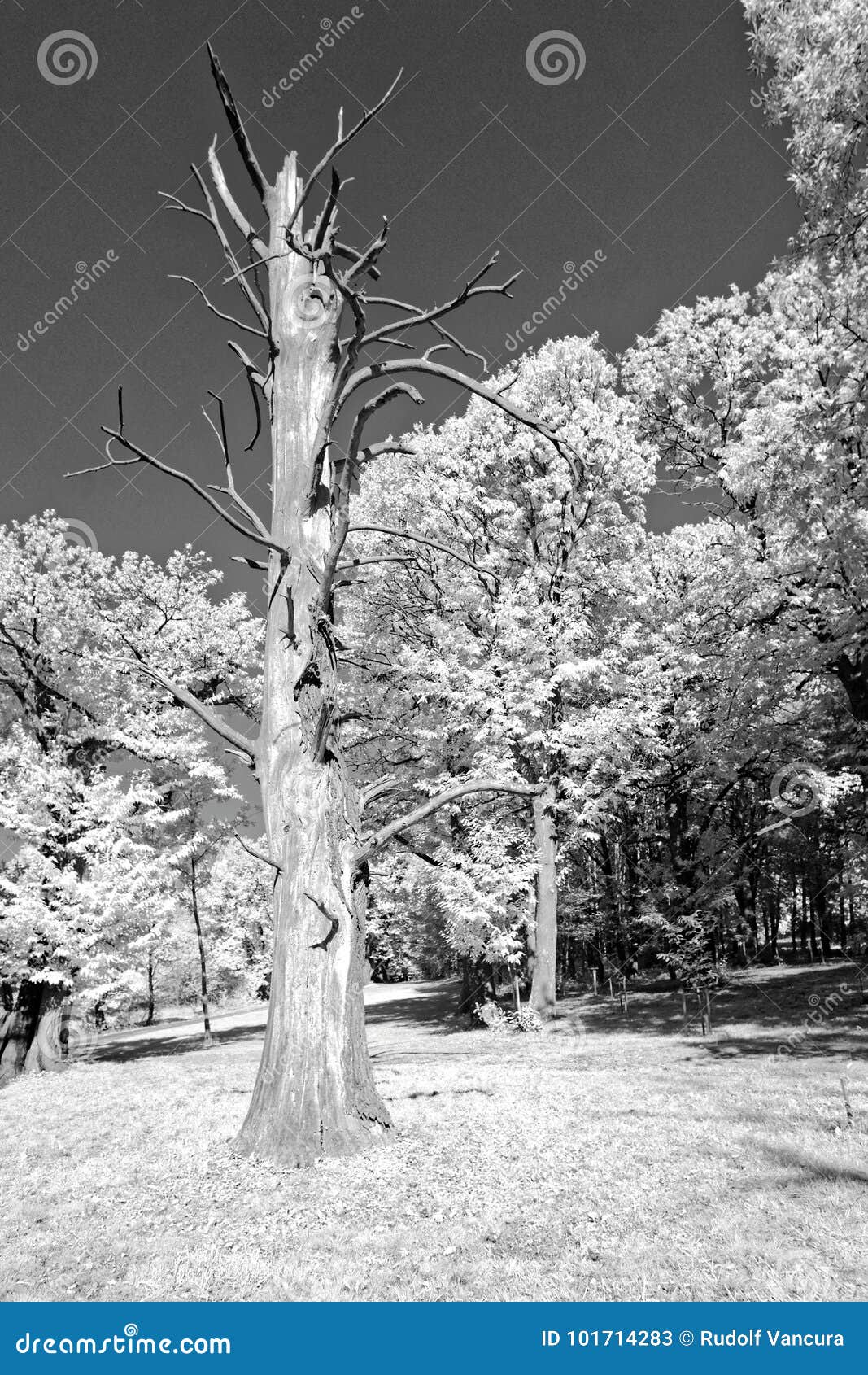 Sweet chestnut tree trunk stock image. Image of white - 101714283