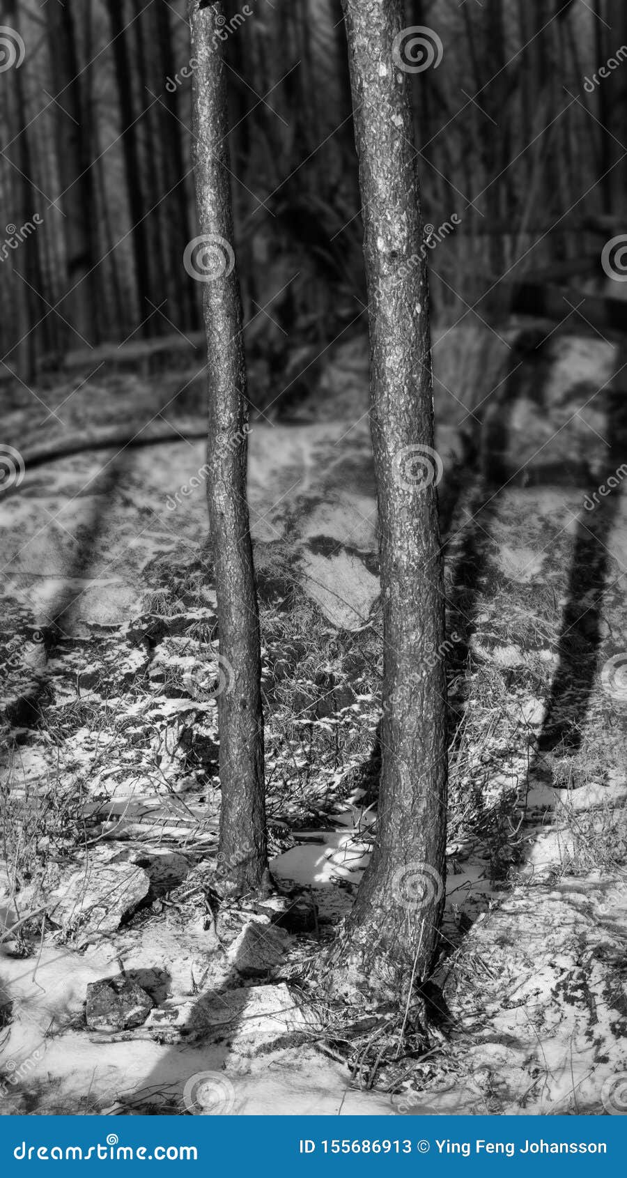 Two Burnt Conifer Trees after Forest Fire Stock Image - Image of fire ...