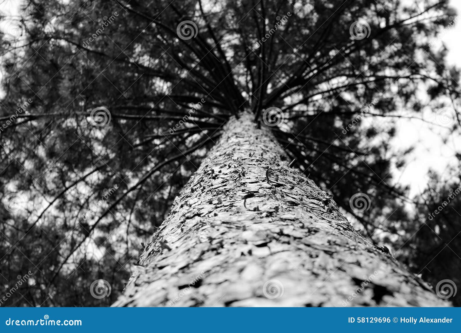 Monochrome Pine Tree stock photo. Image of spiral, nature - 58129696