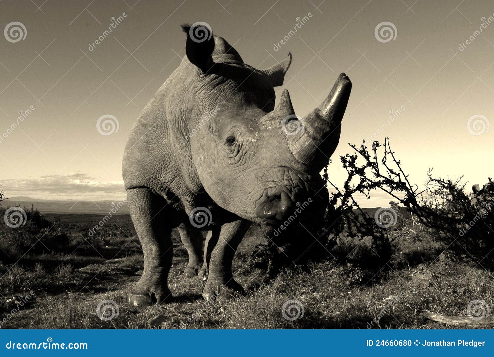 Monochrome Portrait of White Rhino Stock Photo - Image of five, freedom ...