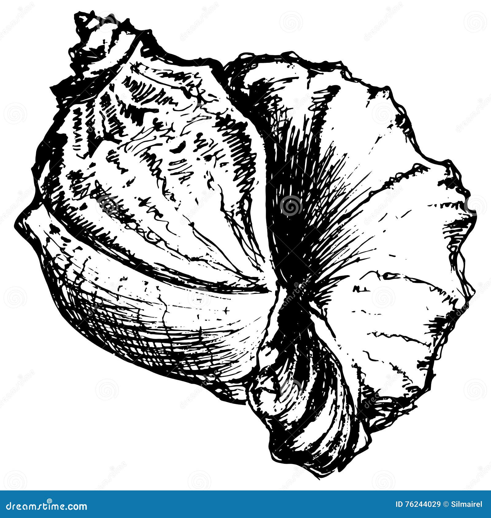 Monochrome Sea Shell Sketched Line Art Vector Stock Vector ...