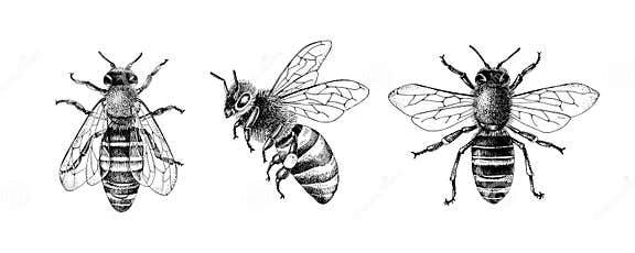 Monochrome Set of Three Bees or Honeybees Stock Vector - Illustration ...