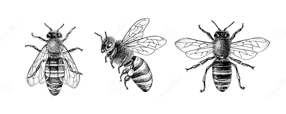 Monochrome Set of Three Bees or Honeybees Stock Vector - Illustration ...