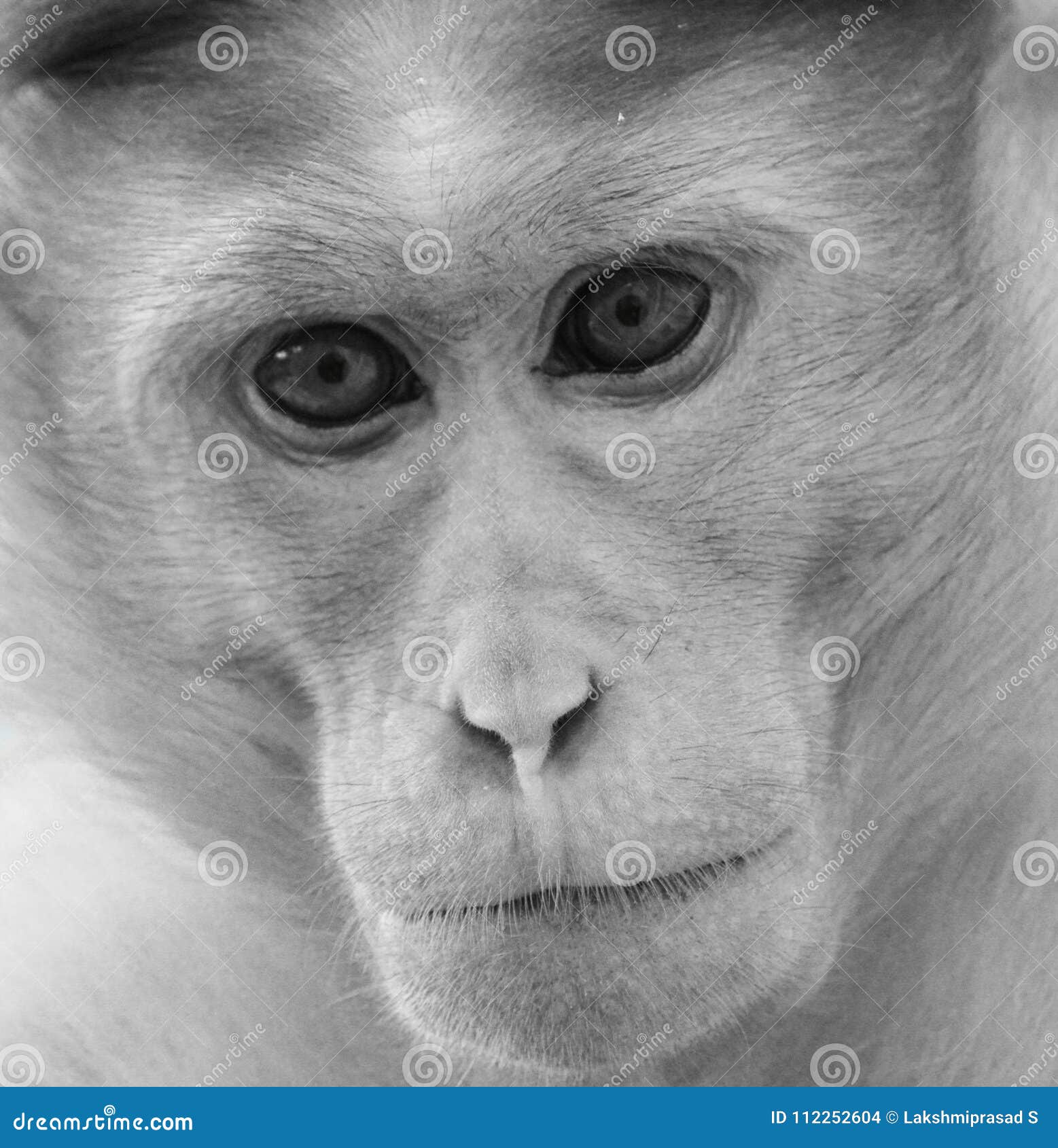 Monochrome Side Portrait of Bonnet Macaque Monkey Stock Photo - Image ...