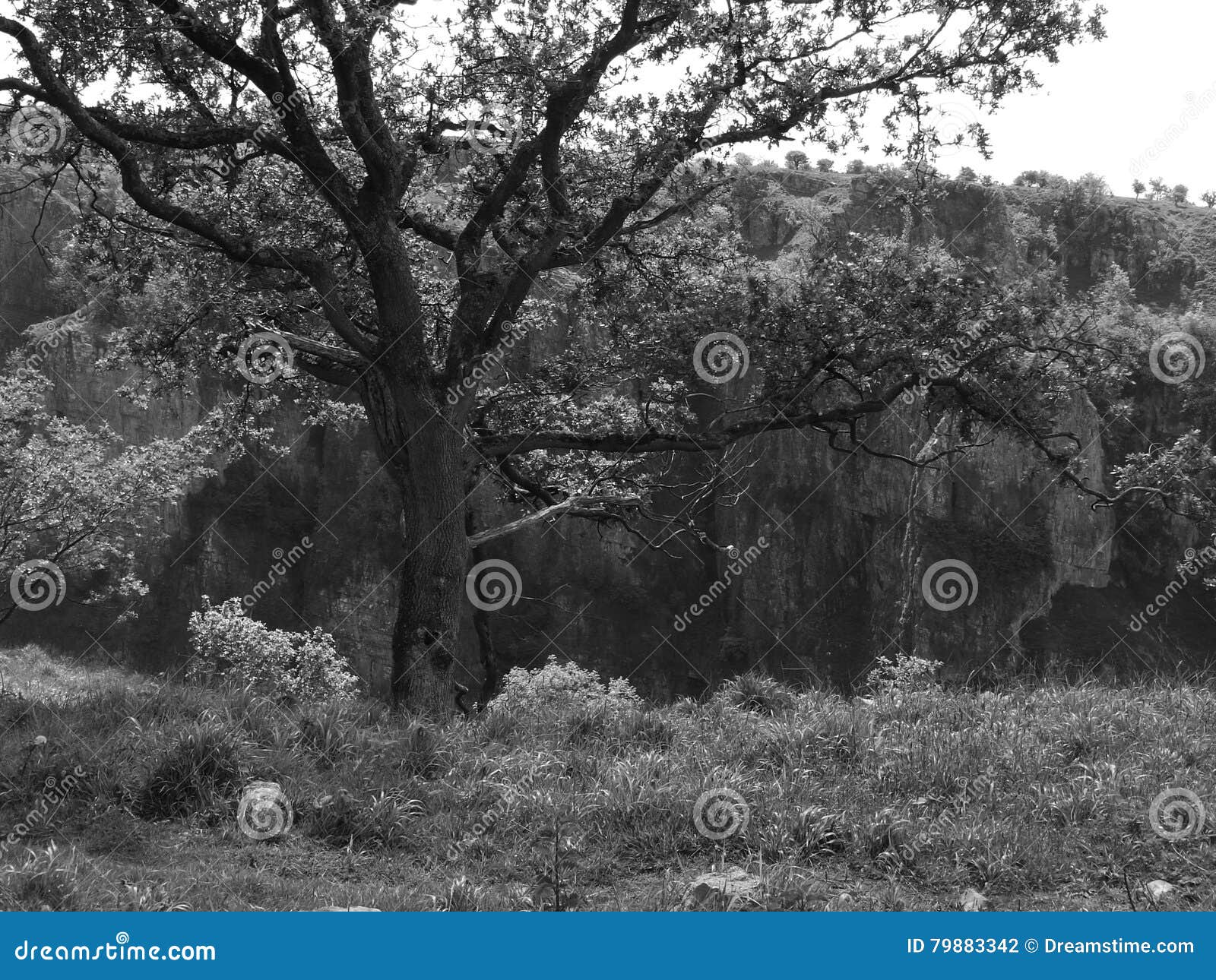 MonoChrome Tree stock photo. Image of cheddar, tree, view - 79883342