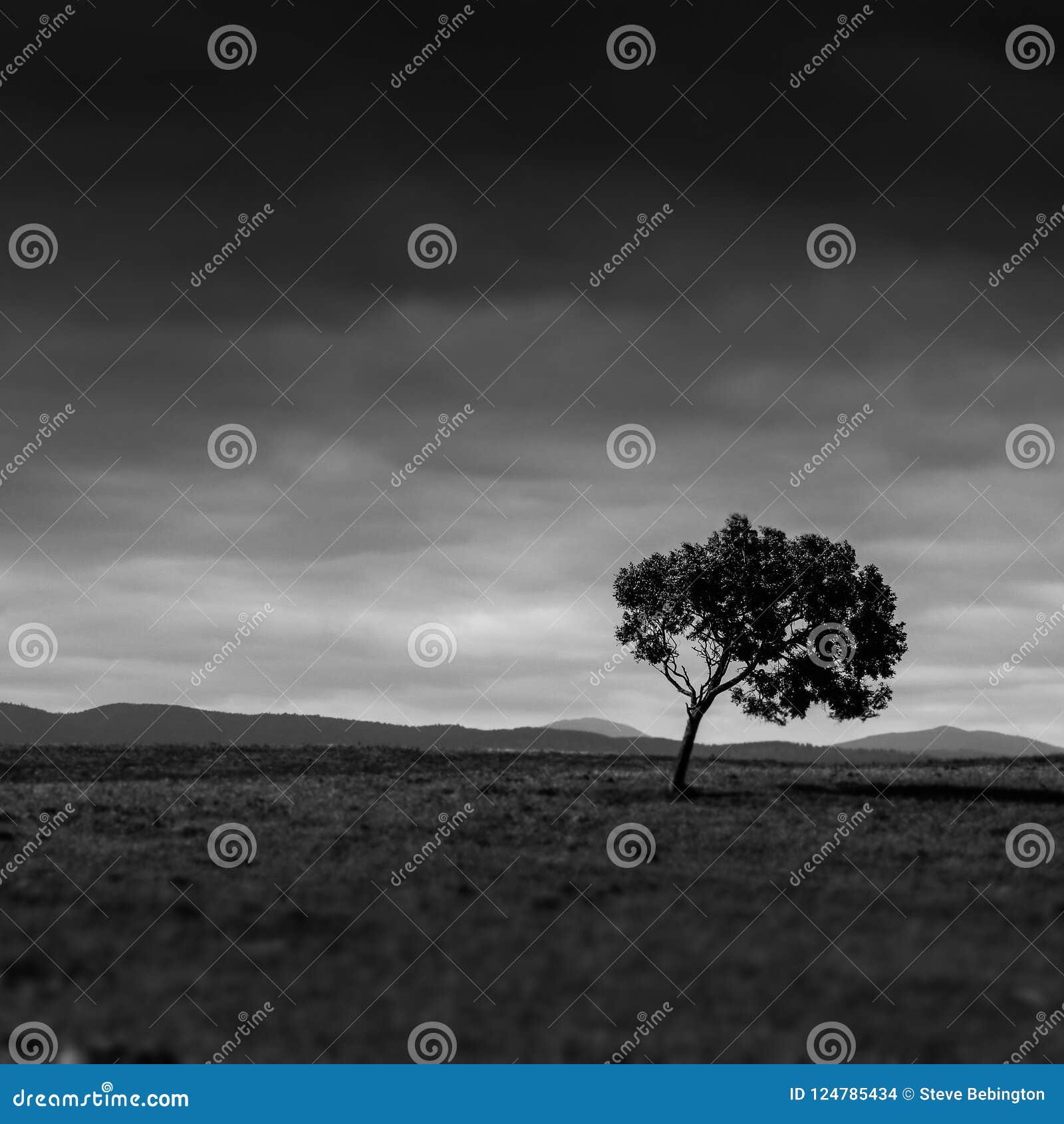 Monochrome Tree in Gloom stock photo. Image of clouds - 124785434