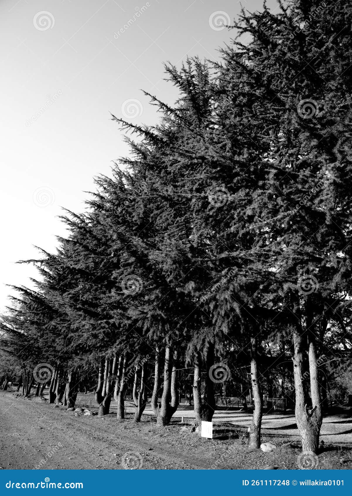 Monochrome trees stock photo. Image of grove, monochrome - 261117248