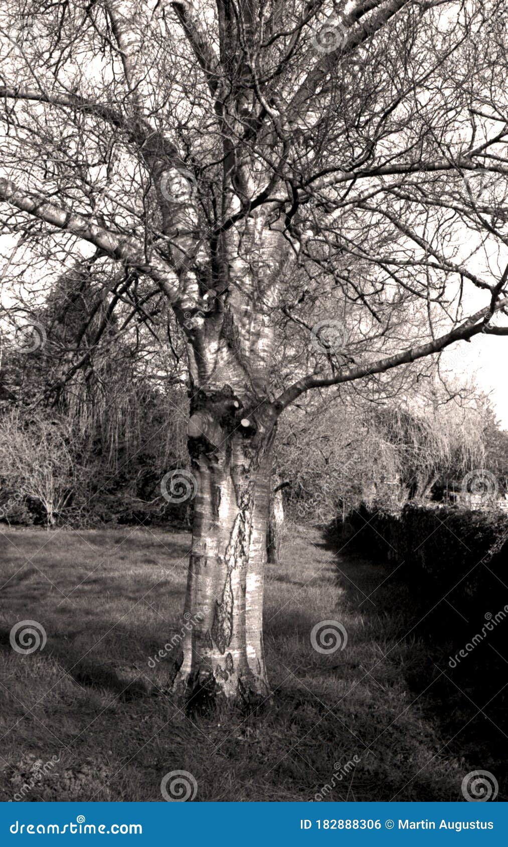 Monochrome trees stock photo. Image of leaves, branches - 182888306