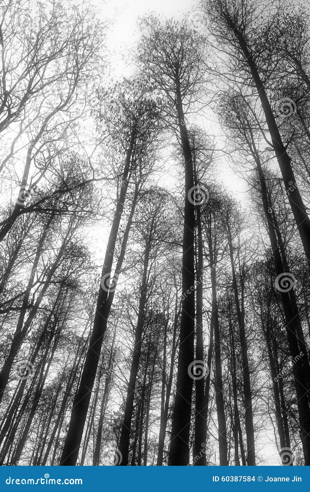 Monochrome trees stock photo. Image of tree, branch, forest - 60387584