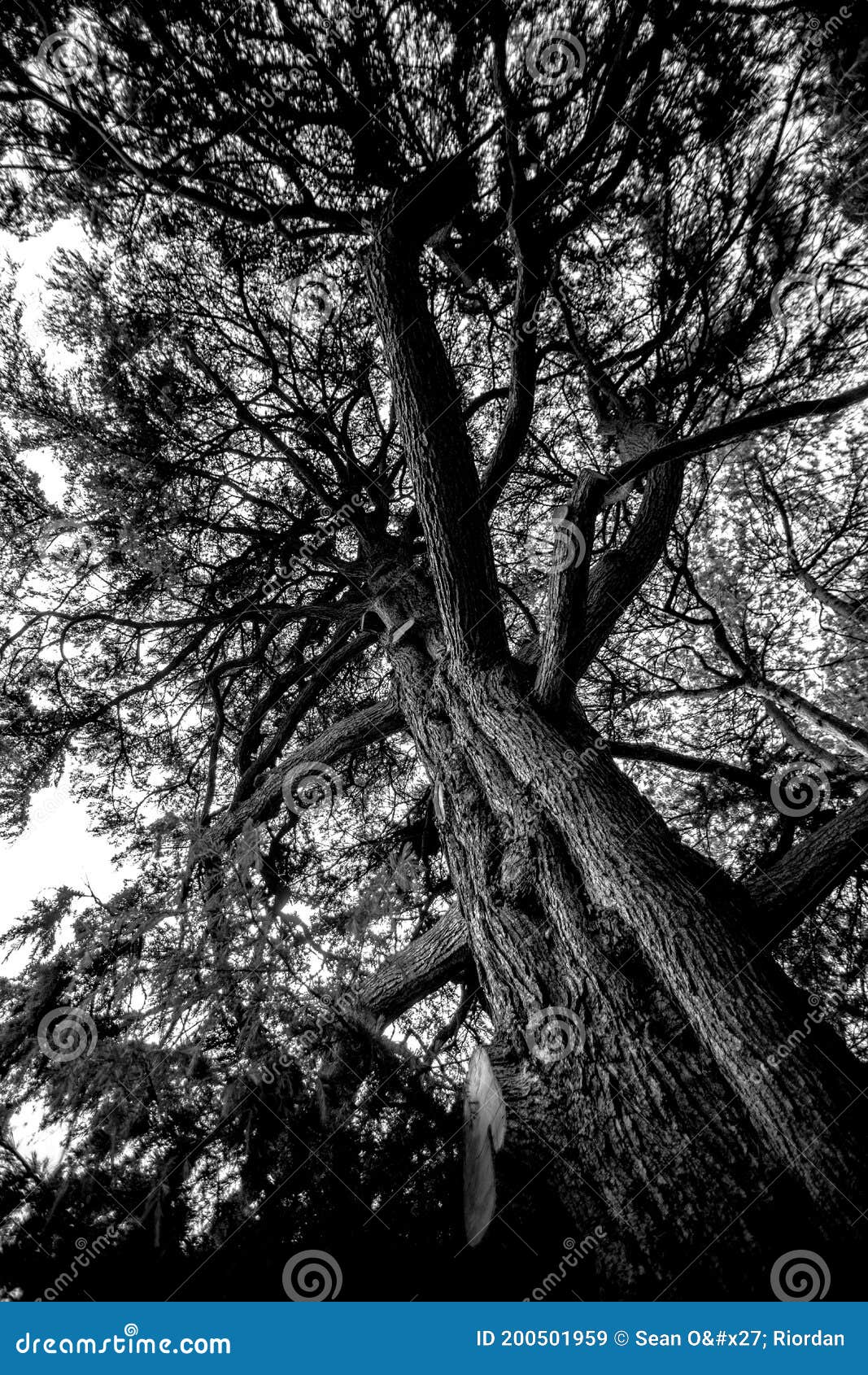 Monochrome Trees stock image. Image of trees, tall, tree - 200501959