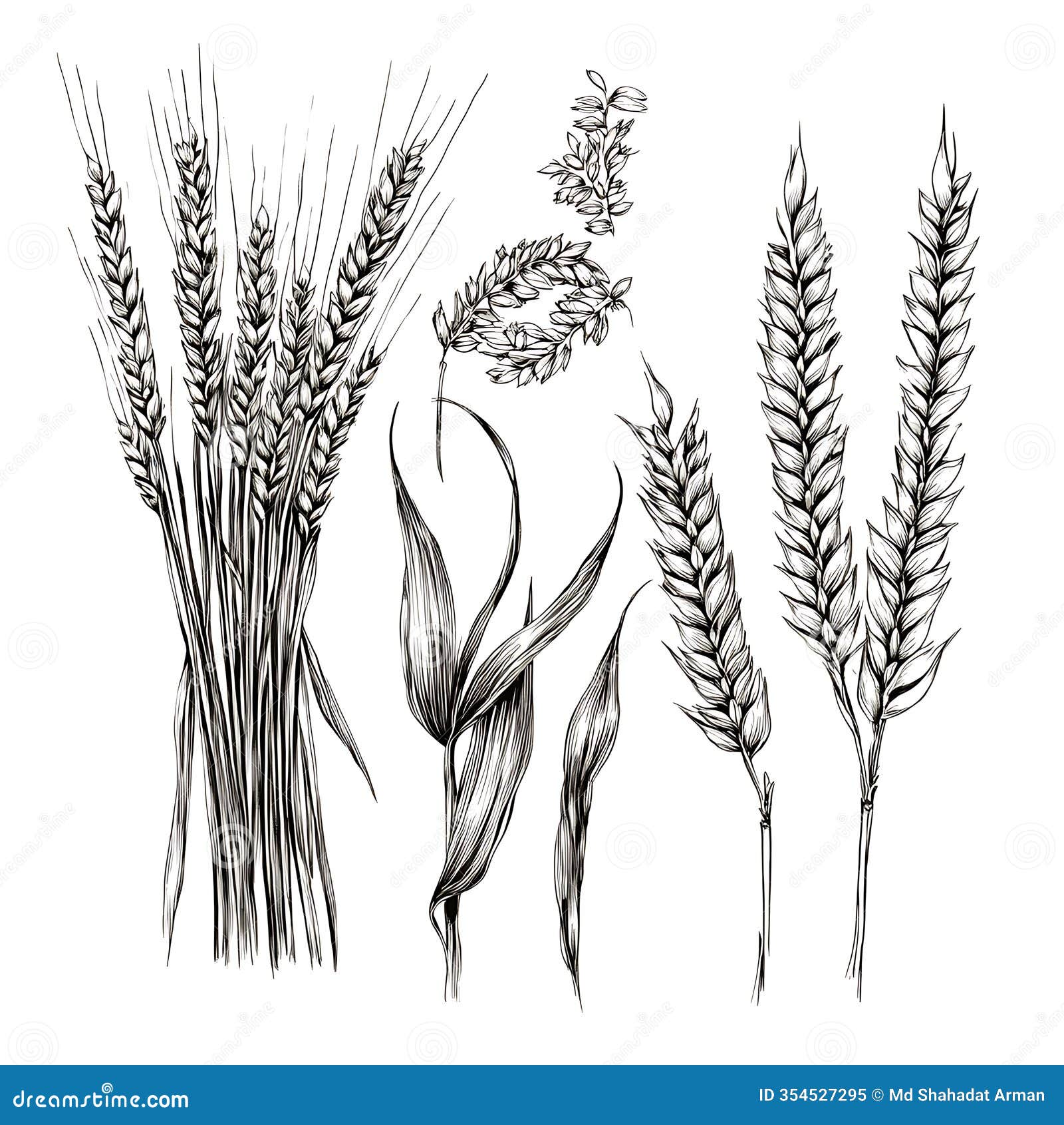 Monochrome Wheat Illustration, Botanical Drawing Ink Sketch Stock ...
