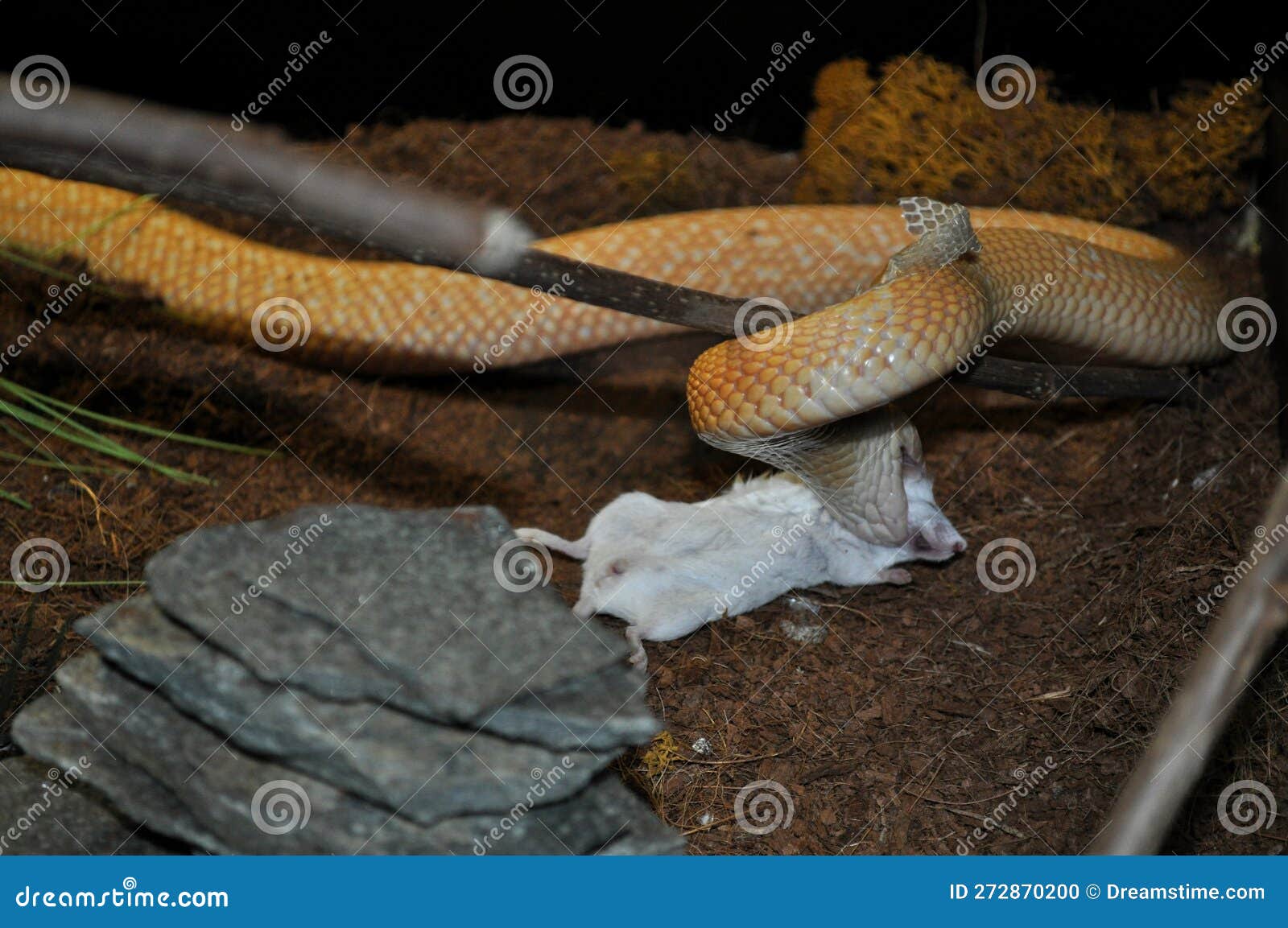 Monocled Cobra (Naja Kaouthia) Stock Photo - Image of wildlife ...