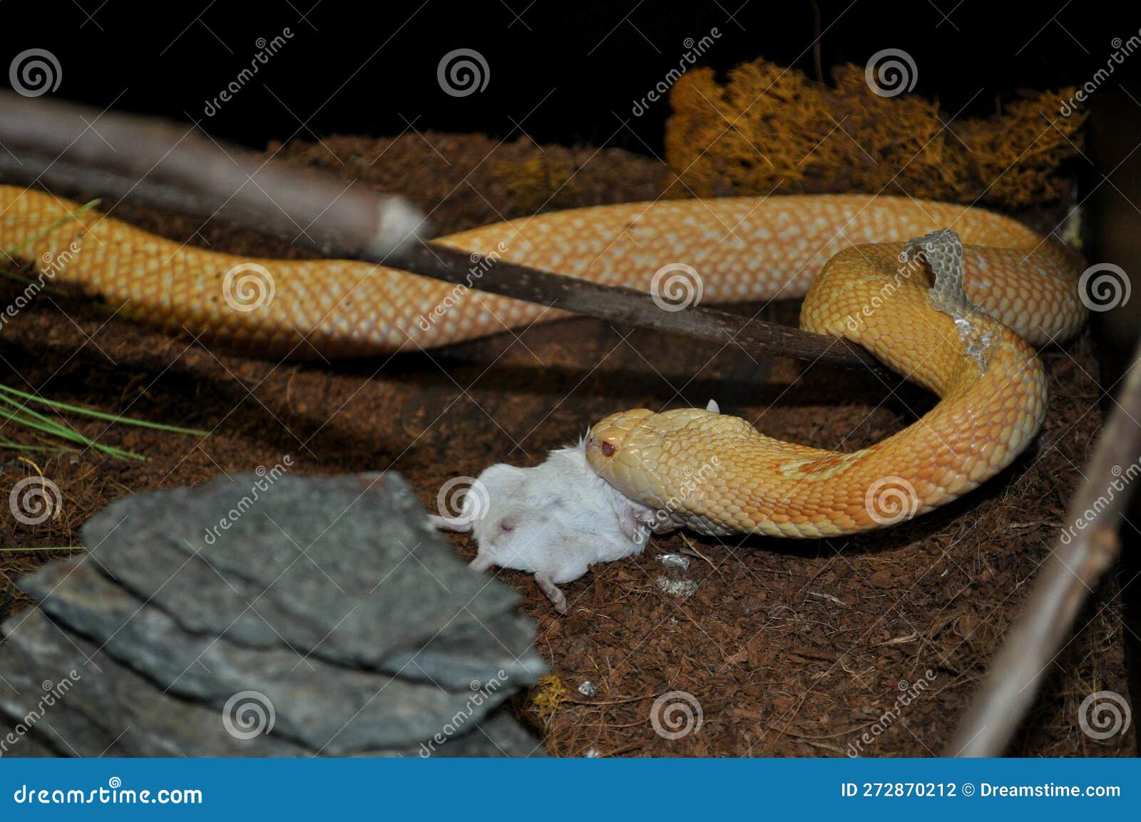 Monocled Cobra (Naja Kaouthia) Stock Photo - Image of beogradski ...