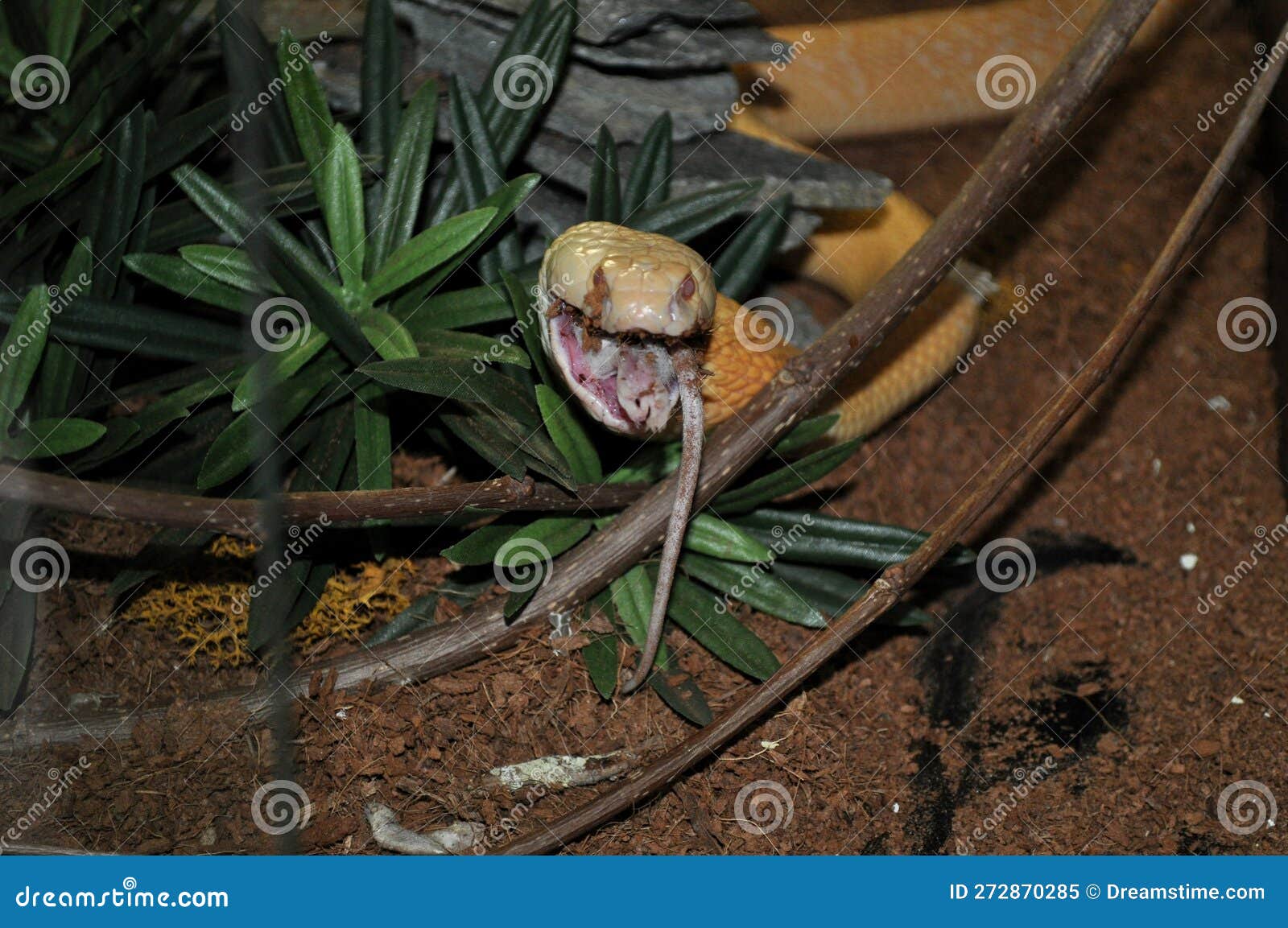 Monocled Cobra (Naja Kaouthia) Stock Image - Image of green, naja ...