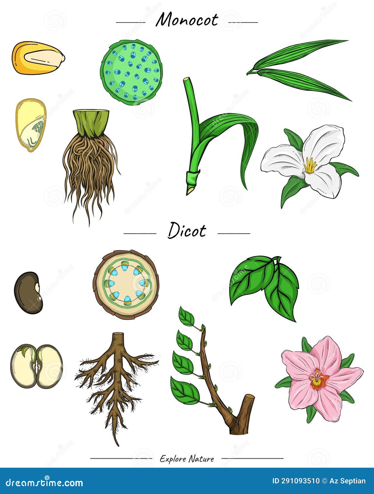 Monocot Flower And Dicot Flower Vector Illustration | CartoonDealer.com ...