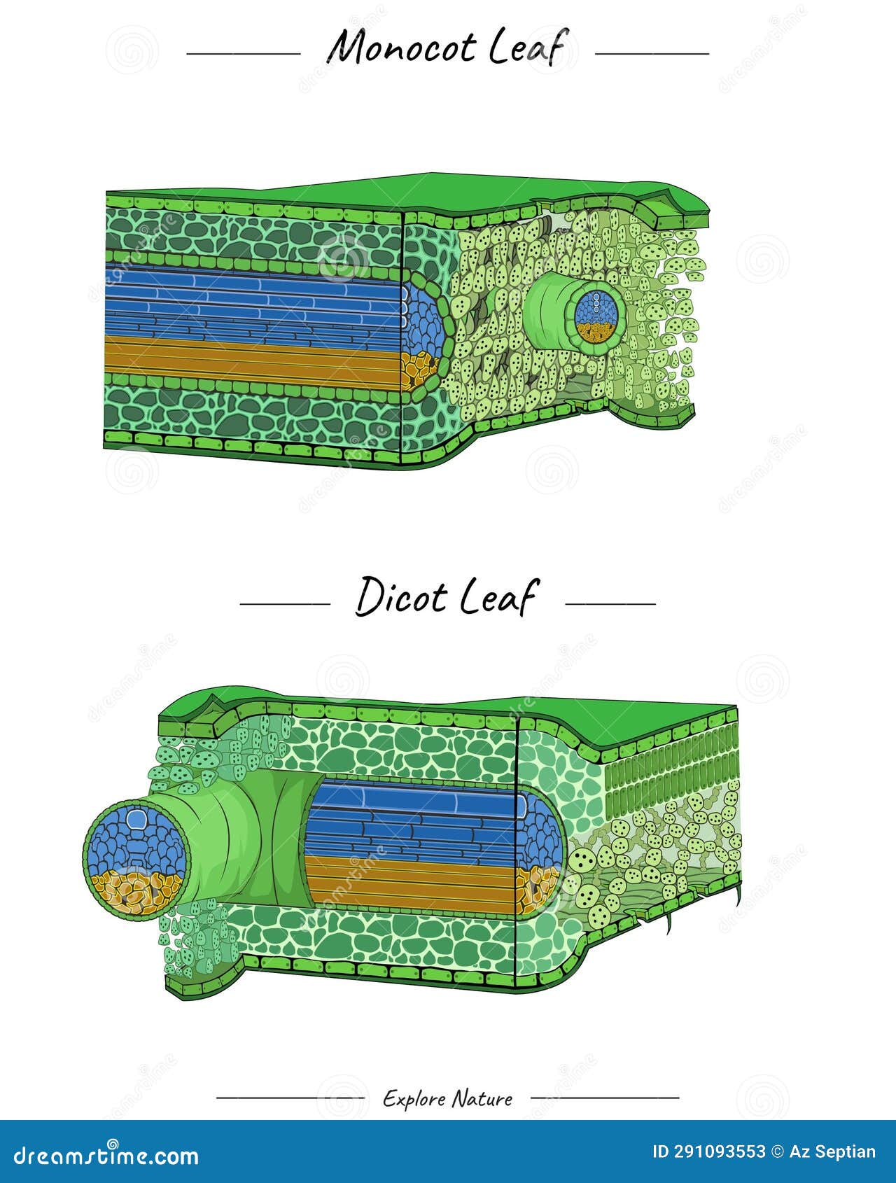 Structure Of Monocot Leaf And Dicot Leaf Vector Illustration ... Structure Of Monocot Leaf And Dicot Leaf Vector Illustration ...