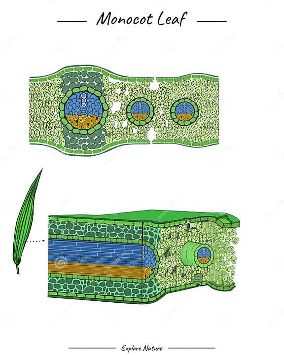 Monocot Leaf Structure or Anatomy Template Stock Vector - Illustration ...