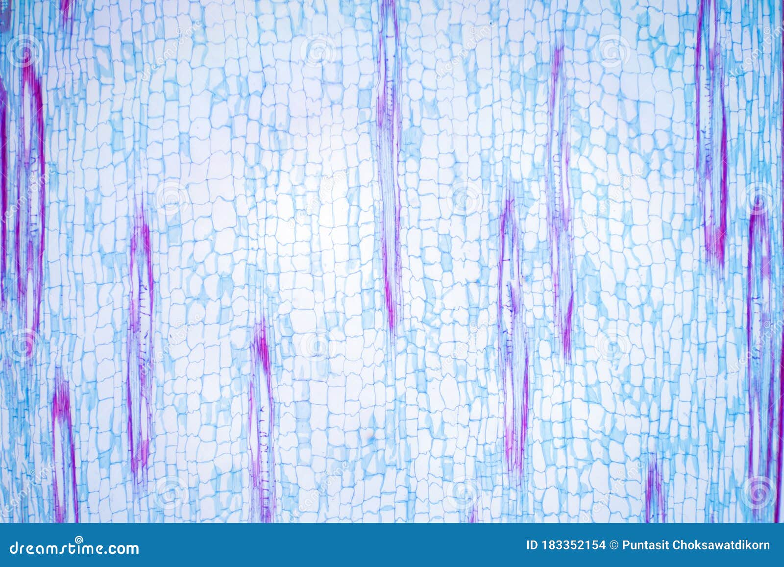Monocot Plant Vascular Tissue Under the Microscope View Stock Photo ...