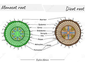 Monocot Root and Dicot Root Stock Vector - Illustration of screenshot ...