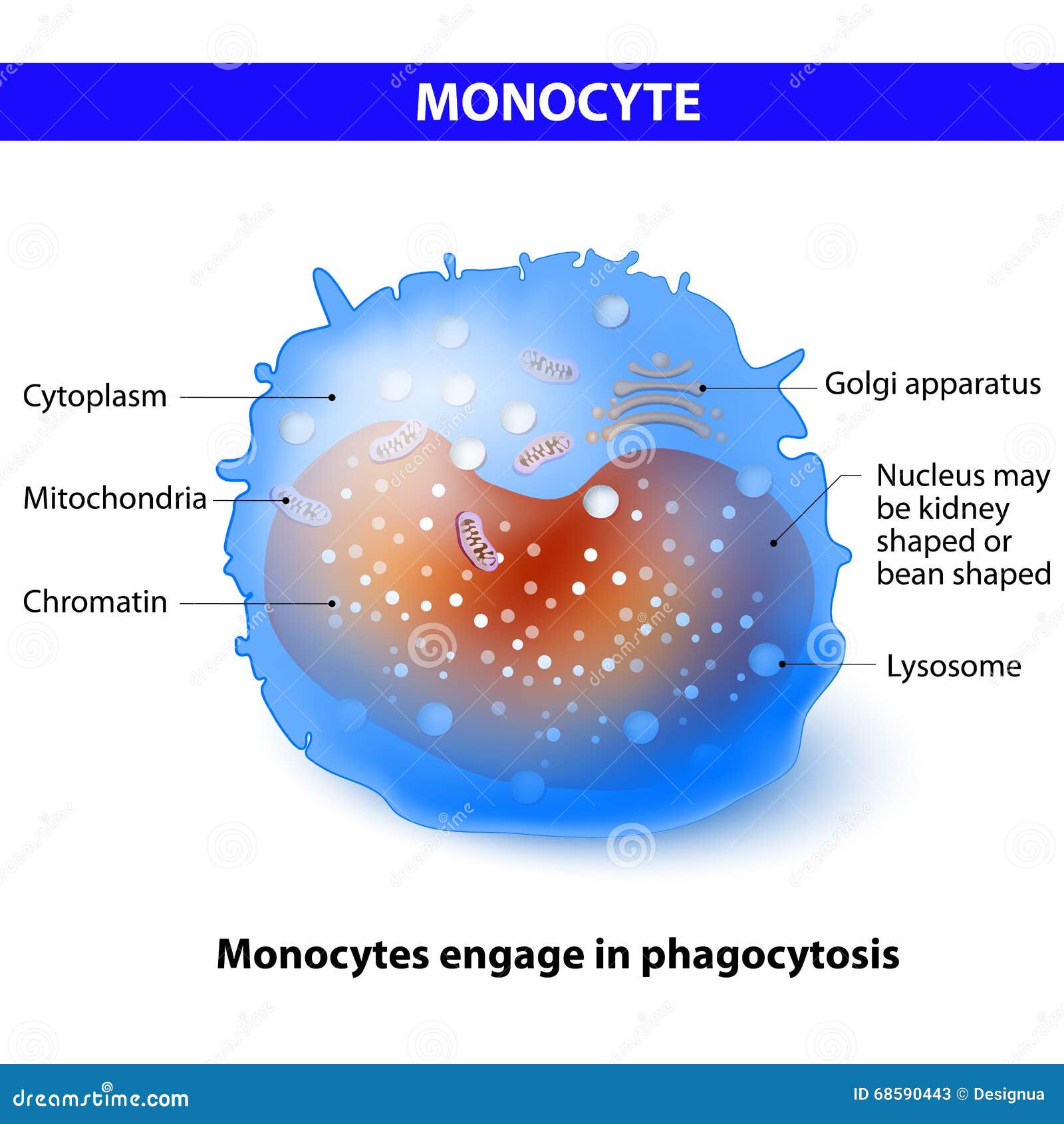 Monocyte illustration de vecteur. Illustration du tableau - 68590443
