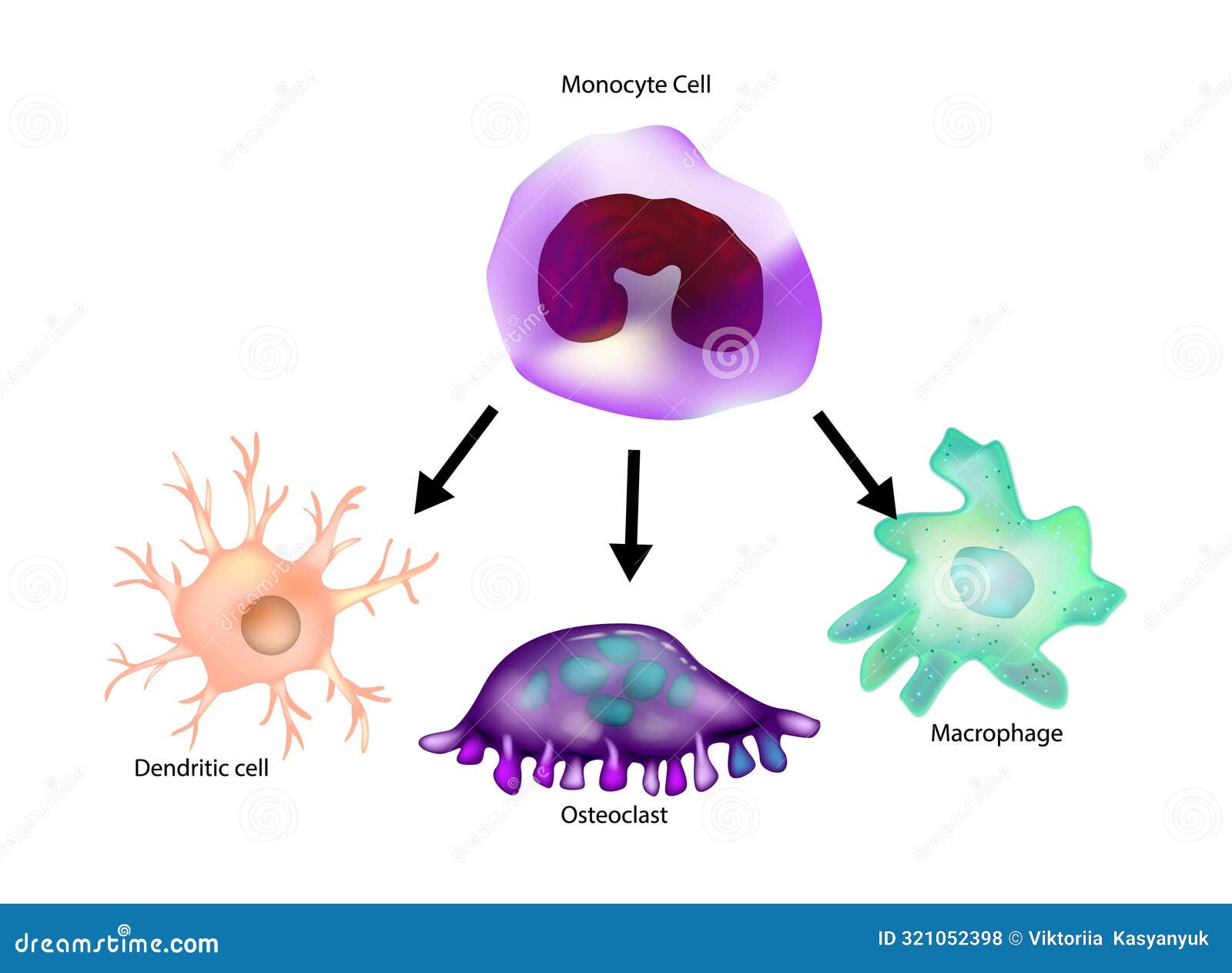 Monocyte Differentiation. Macrophage, Dendritic Cell, Osteoclast ...