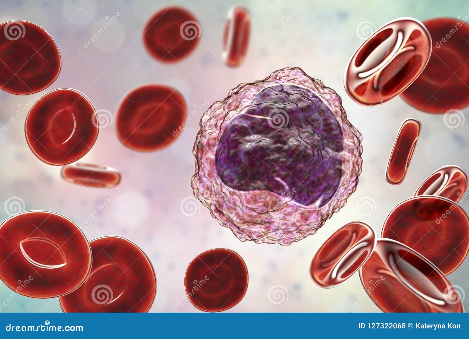 Monocyte Surrounded by Red Blood Cells Stock Illustration ...