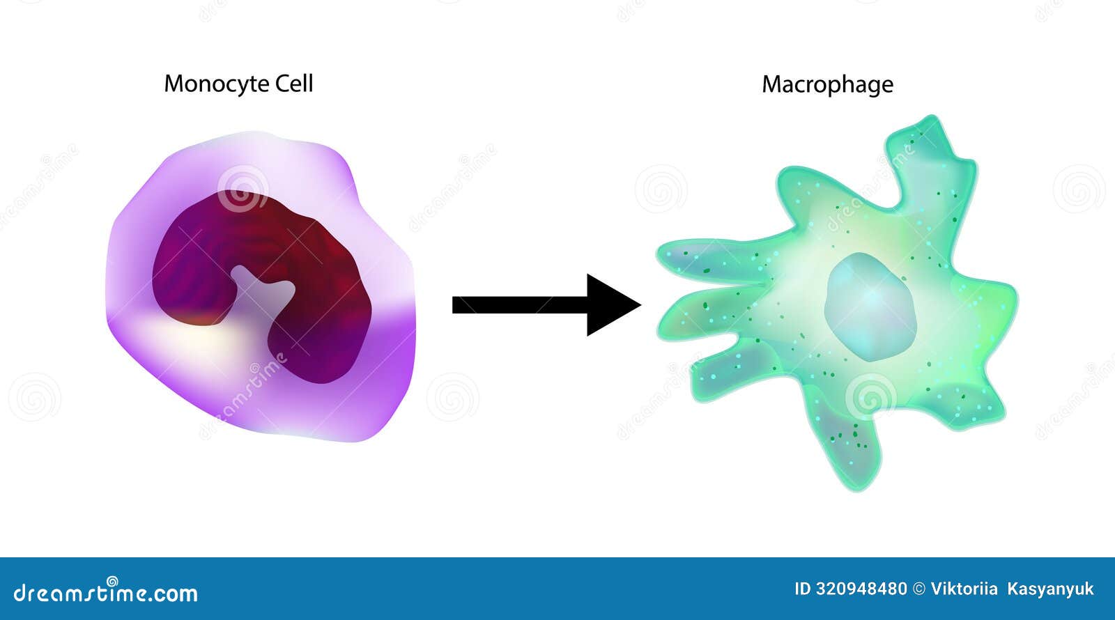 Monocyte To Macrophage. Circulating Monocyte Cell. Vector Illustration ...