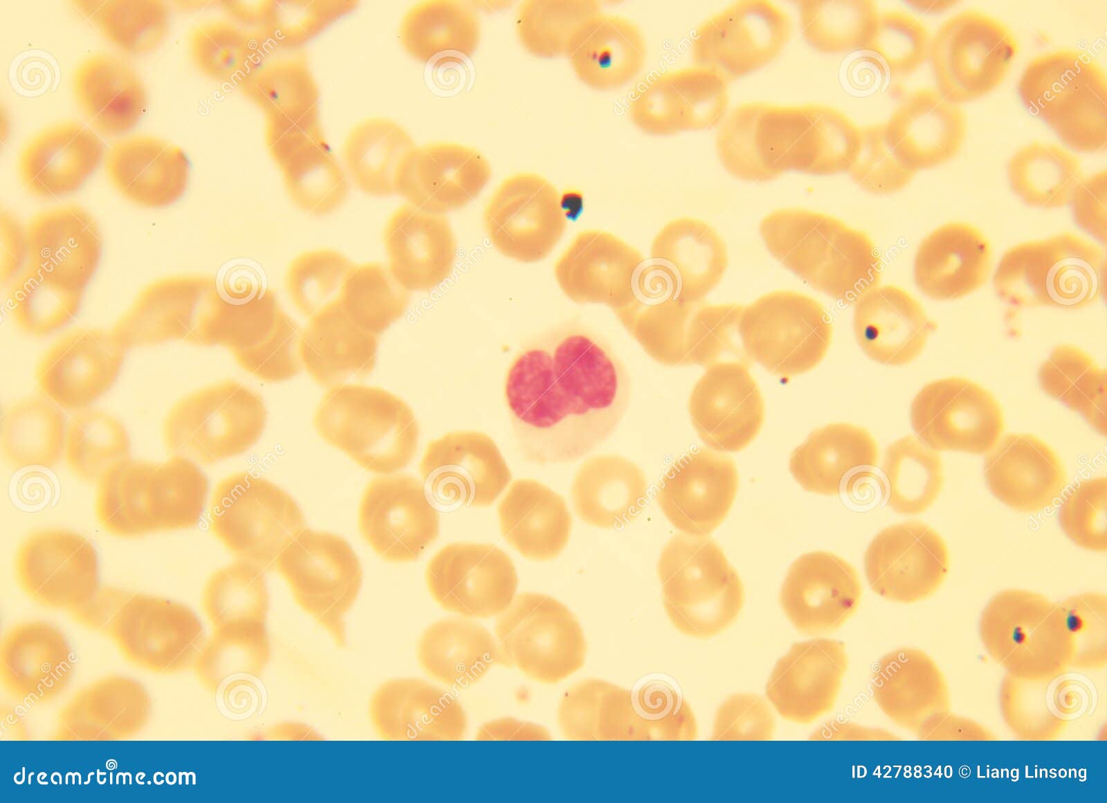 Monocyte stock photo. Image of monocyte, granulocytic - 42788340