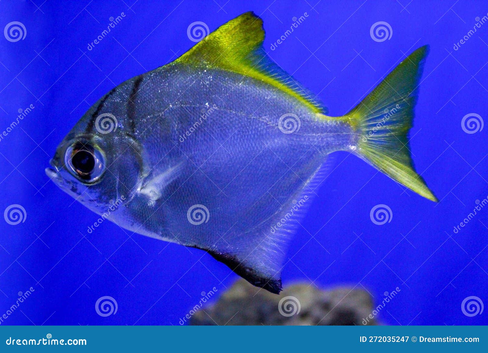 Silver Moony Or Silver Moonfish Monodactylus Argenteus Monodactylidae ...