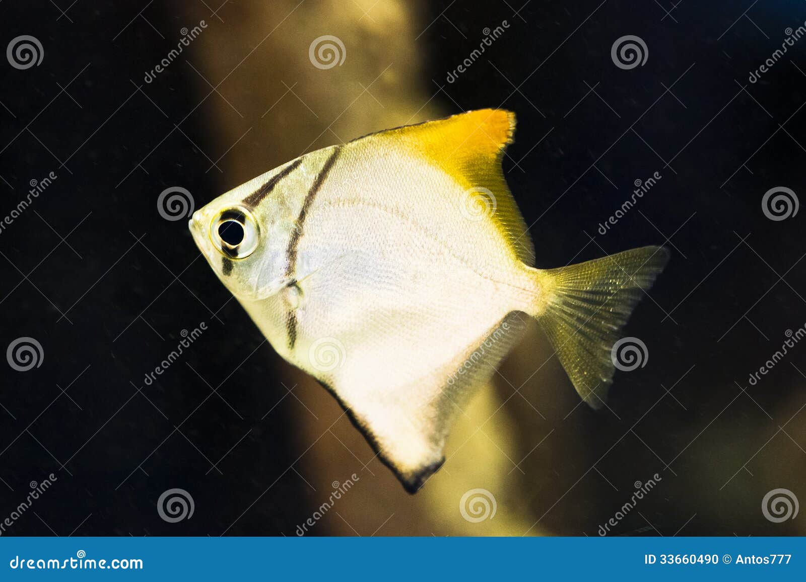 Monodactylus Argenteus - Silver Moony Stock Photo - Image of hobby ...