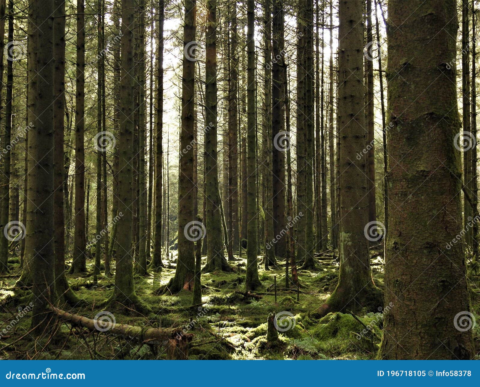 Monolithic Forrest, Tall Trees Stock Image - Image of lawn, tall: 196718105